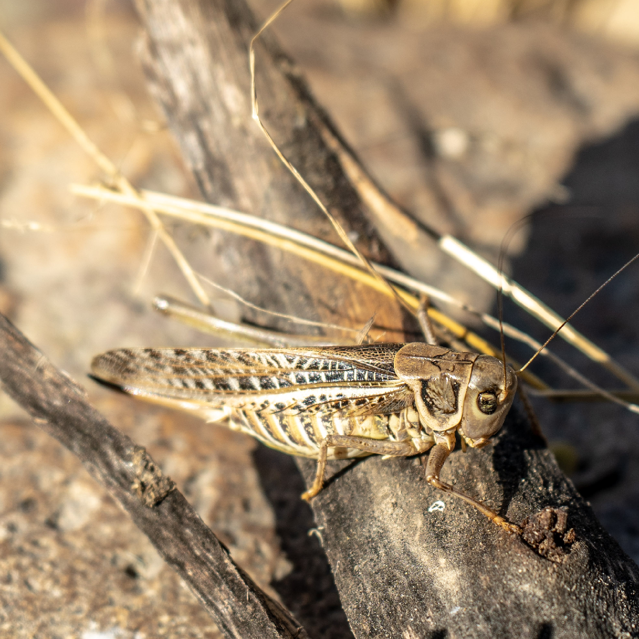 'There's nothing left' – Sardinian farmland stripped by locust swarms ...