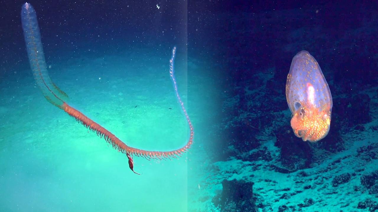 RAZOR: Dumbo octopus and coffin fish – reef study continues post-COVID ...