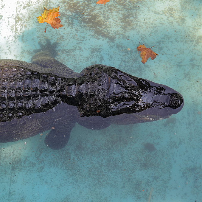 Still looking sharp: Meet the world's oldest captive alligator, Muja - CGTN