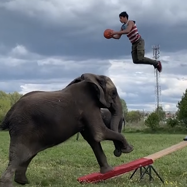 TikTok fame: From Elephant Boy's circus tricks to a Chinese teacher - CGTN