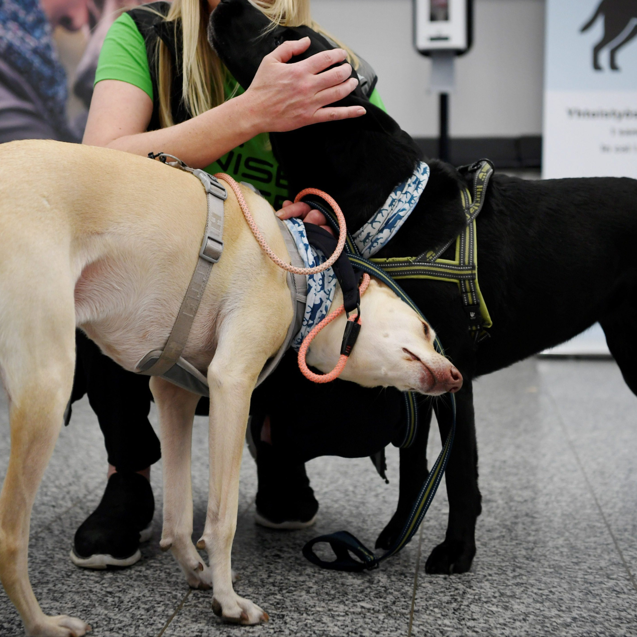 How do dogs detect COVID-19 and which dogs do it best? - CGTN