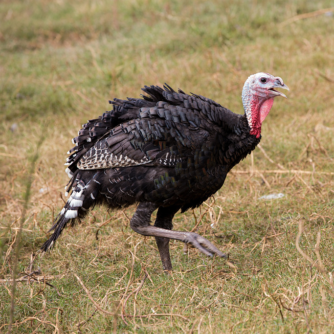 UK turkey farmers stuffed as 'rule of six' threatens Christmas dinner ...