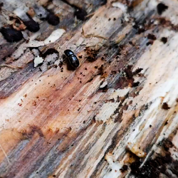The beetles infestation destroying European forests - CGTN