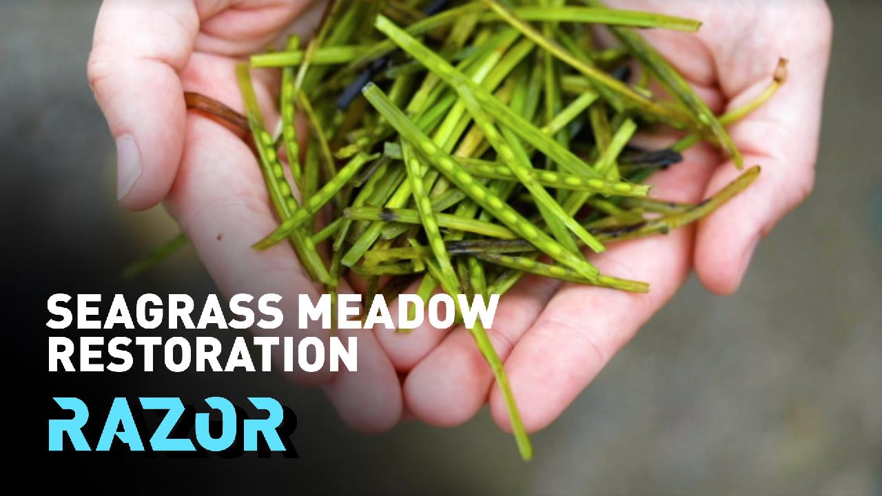 Restoring the UK's seagrass meadows: RAZOR full episode - CGTN