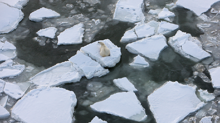 The Arctic sea ice hasn't re-frozen yet, at latest date on record - CGTN