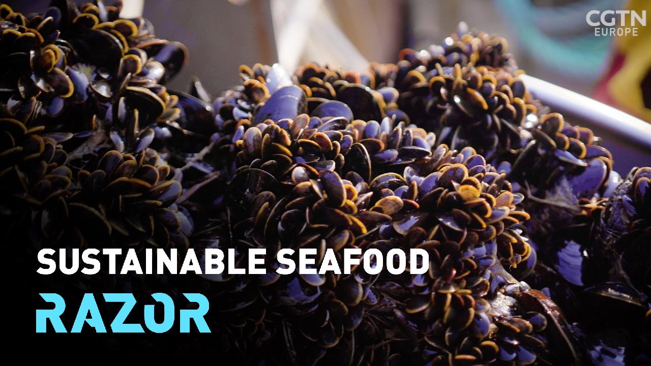 RAZOR: How mussels could help soaring food demand and the environment ...