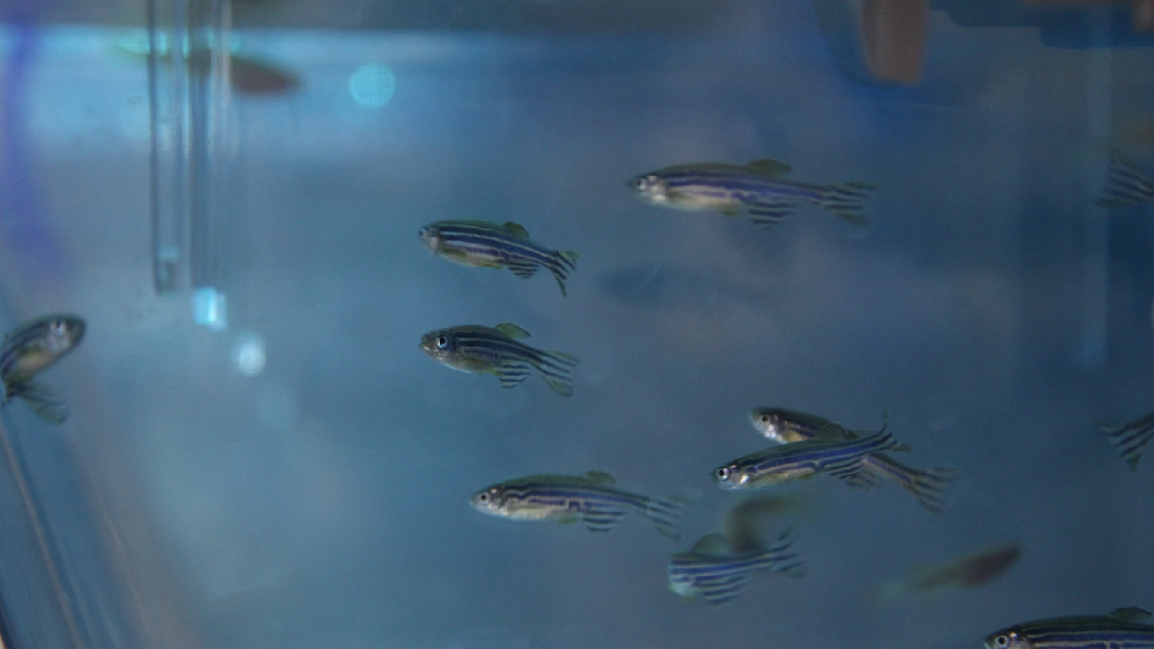 The tiny fish helping scientists eliminate permanent scars - CGTN