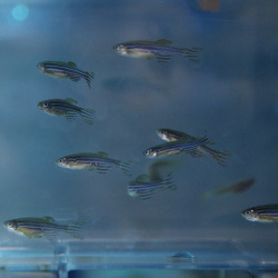 The tiny fish helping scientists eliminate permanent scars - CGTN