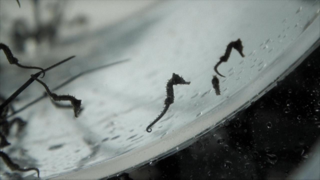 Endangered male seahorse giving birth to 100 babies captured on video ...
