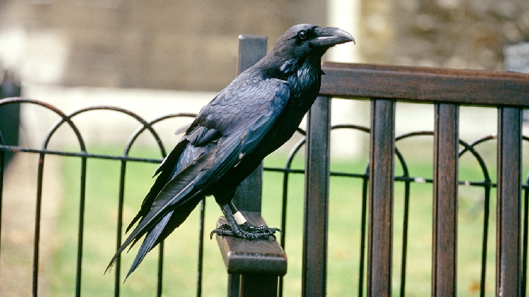 Presumed death of Tower of London queen raven spells danger - CGTN