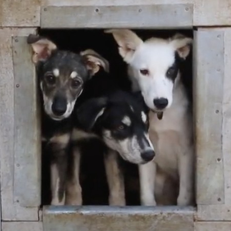 Tackling Eastern Europe's stray dogs crisis - CGTN