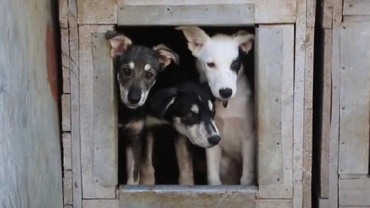 Tackling Eastern Europe's stray dogs crisis - CGTN