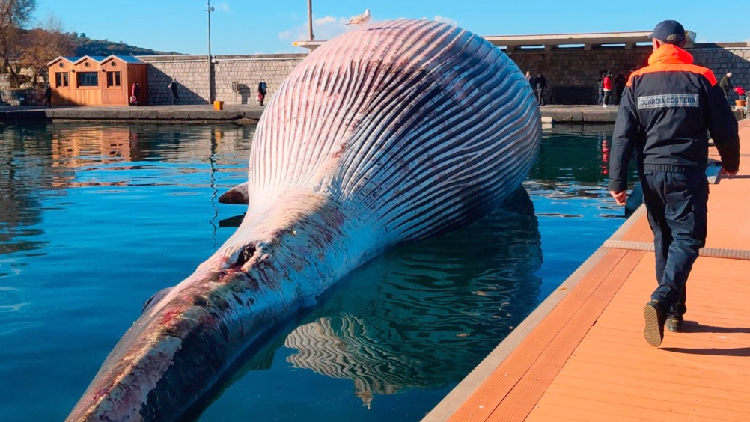 Huge whale carcass washes up in Italy - CGTN