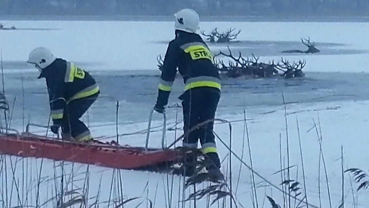 Firefighters rescue herd of deer from frozen lake in Poland - CGTN