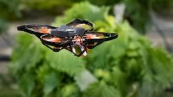 Killer drones help save crops from hungry moths for Dutch grower - CGTN