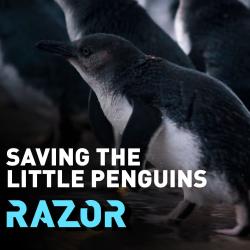 Saving Australia's iconic little penguins: RAZOR full episode - CGTN