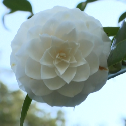 Fashion brand Chanel develops garden of immaculate white flowers - CGTN