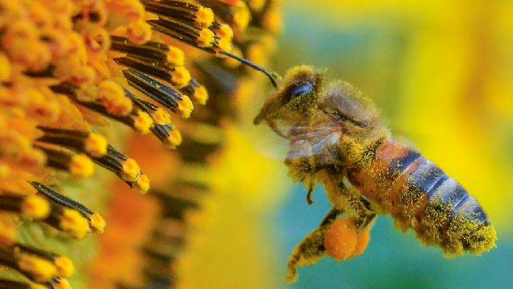 High pollen levels linked to COVID-19 infection rates in global study ...
