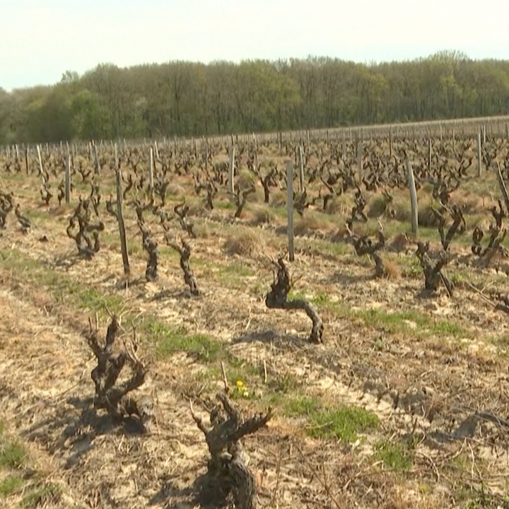 French vineyards fear financial ruin after April frost destroys crops ...