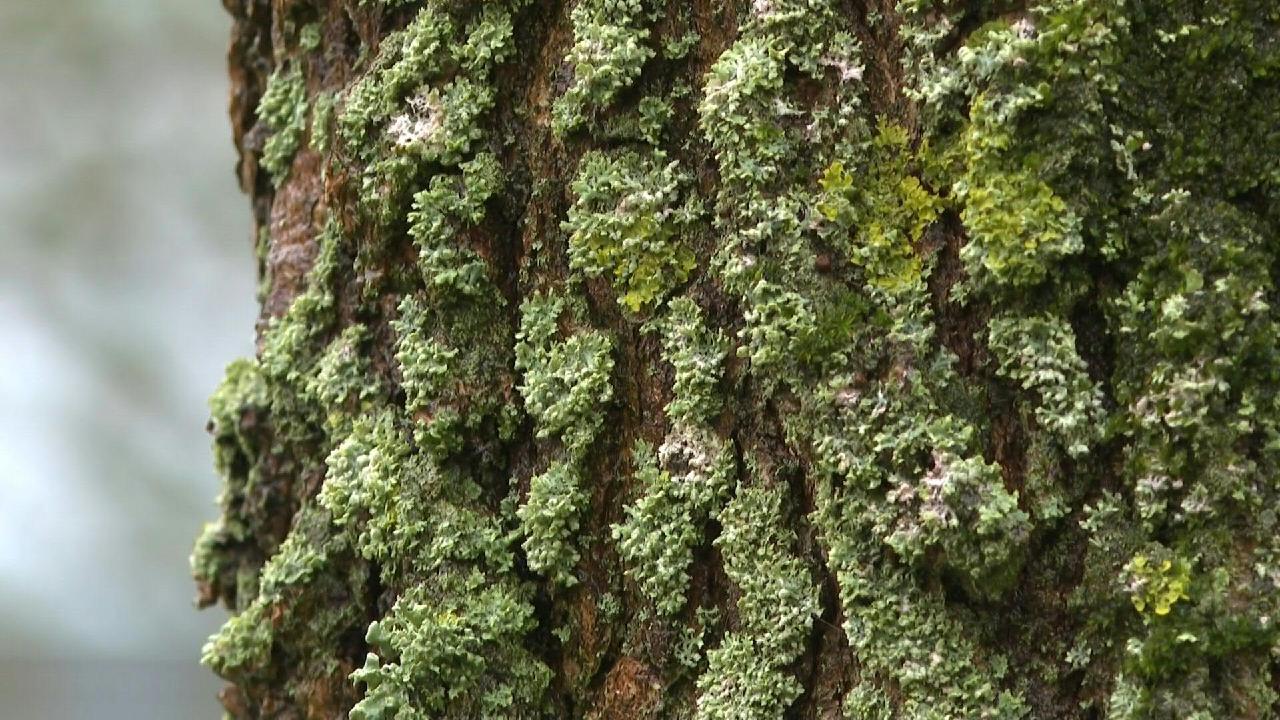 Why lichens could hold environmental and medicinal secrets - CGTN