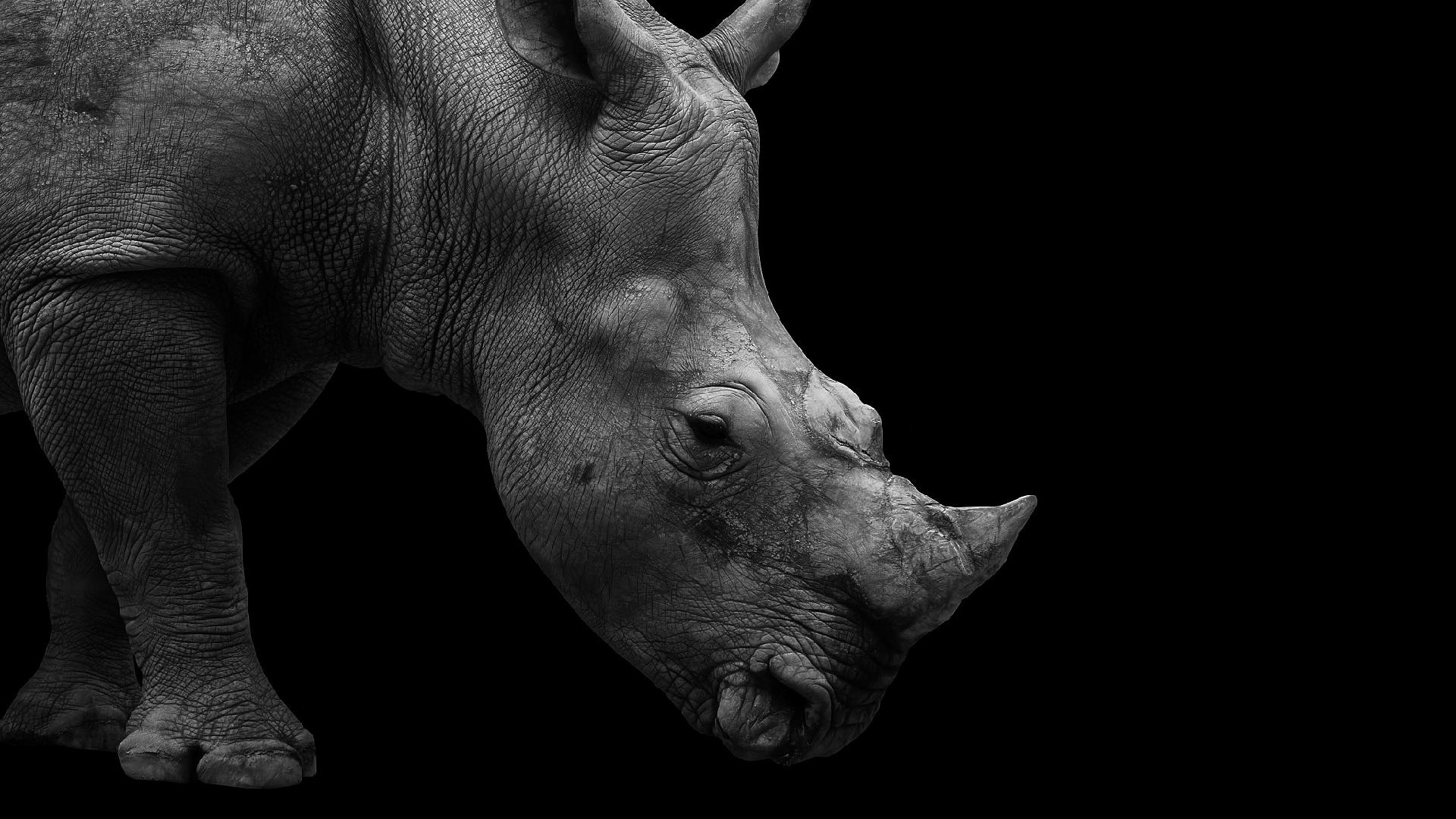 The COVID-19 pandemic was a 'gray rhino running right for us' - CGTN