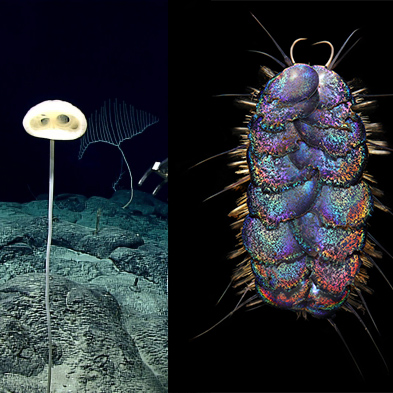 E.T. sponges and Elvis worms: Top 10 marine species discovered in 2020 ...