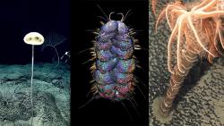 E.T. sponges and Elvis worms: Top 10 marine species discovered in 2020 ...