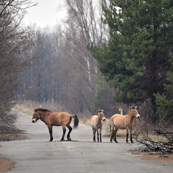 Rare wild horses thrive in Chernobyl 35 years after nuclear disaster - CGTN
