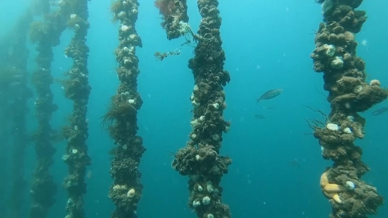 Using acoustic technology to protect Europe's fish - CGTN