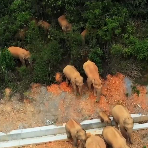 In pictures: Herd of elephants' mystery 400 km hike continues in China ...