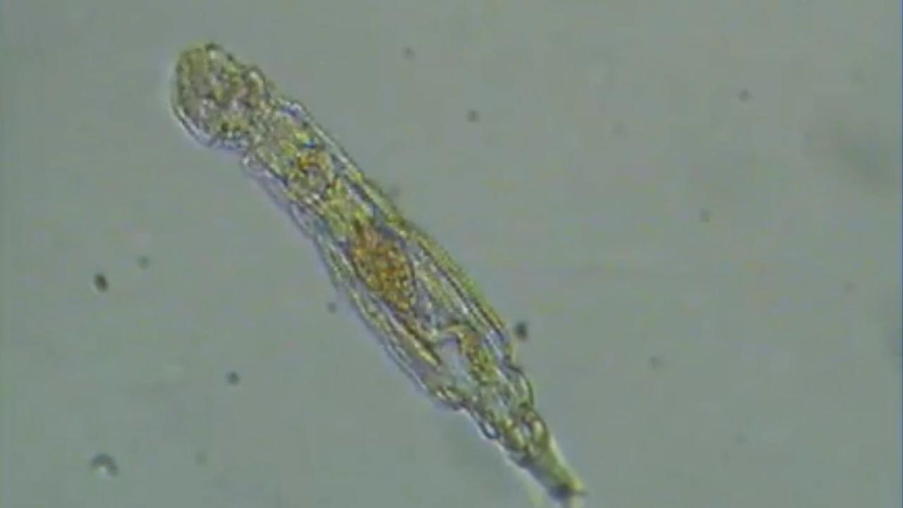 Worm frozen for 24,000 years comes back to life - CGTN