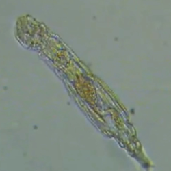 Worm frozen for 24,000 years comes back to life - CGTN