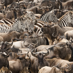 Extinction crisis and climate change must be faced together, says UN - CGTN