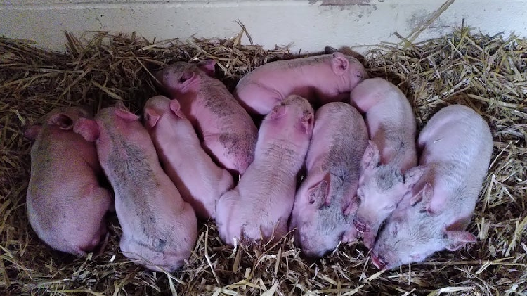The pig that escaped the butcher - and saved her 9 piglets - CGTN