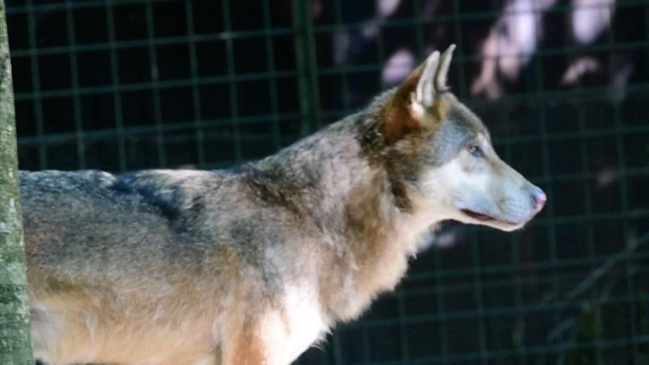 Cull conundrum as 'plague' of wolves massacre Croatian livestock - CGTN