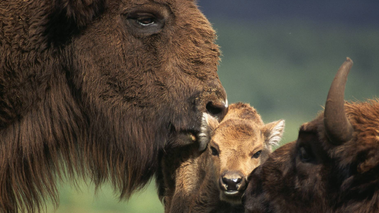 Bison to brown bears: 10 years of Rewilding Europe - CGTN