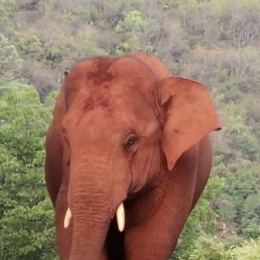 The mystery of China's wandering elephants - CGTN