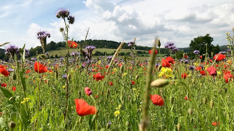 UK wildflower meadows vital to biodiversity are under threat, says WWF ...