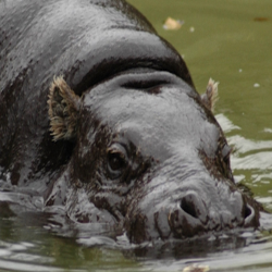 Video: Hot hippo takes a dip to cool off - CGTN