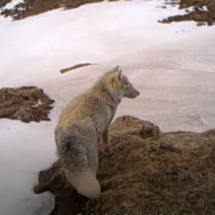 Secretive animals and overzealous fans: Stories from China this week - CGTN