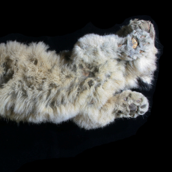 'Unique' Ice Age lion cubs found well-preserved in Siberian permafrost ...