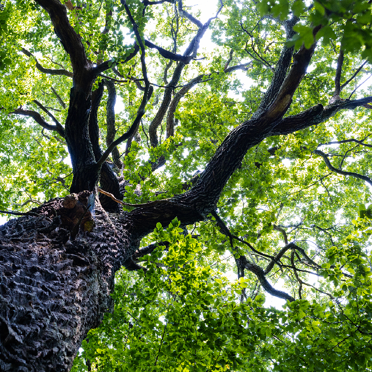 Nearly a third of the world's trees are 'threatened with extinction' - CGTN