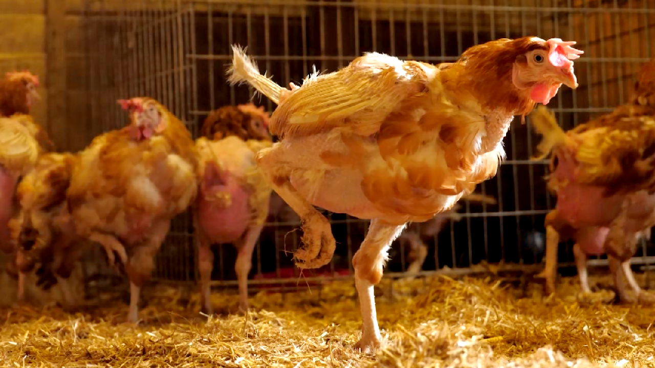 Giving rescued hens a new lease of life - CGTN