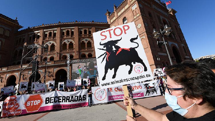 'Not art, not culture': Hundreds protest in Madrid against bullfights ...