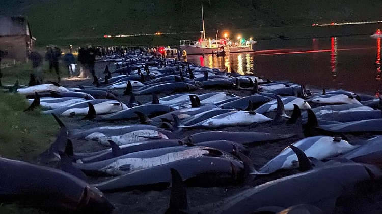 Outcry over 1,400 killed dolphins forces Faroe Islands to review hunt ...