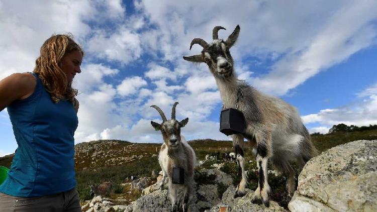 The Irish firefighting goats that were thought to be extinct - CGTN