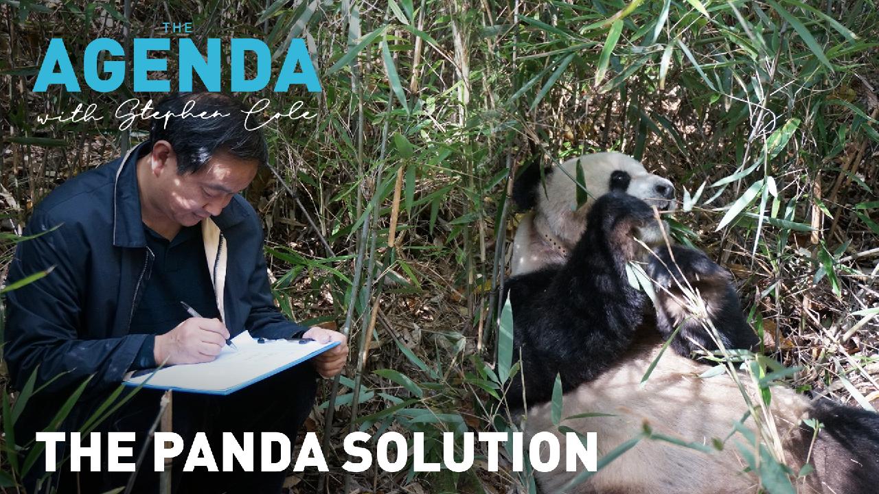 The panda solution: How species can be saved from the brink - CGTN
