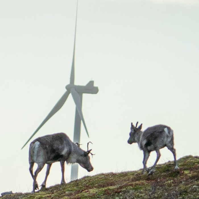 Norway court rules giant wind farms harm reindeer herders - CGTN
