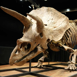 Big John: World's largest Triceratops skeleton sells for $7.7m - CGTN
