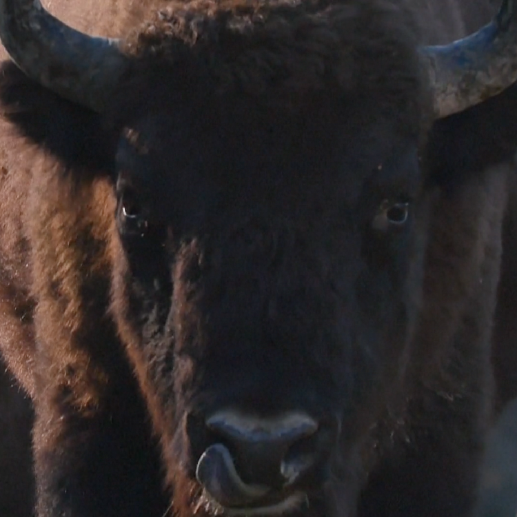 Re-introducing bison to Romania after 200-year absence - CGTN